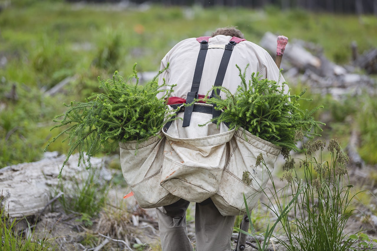 Come River Rafting in Golden BC and We'll Plant a Tree - Kicking Horse