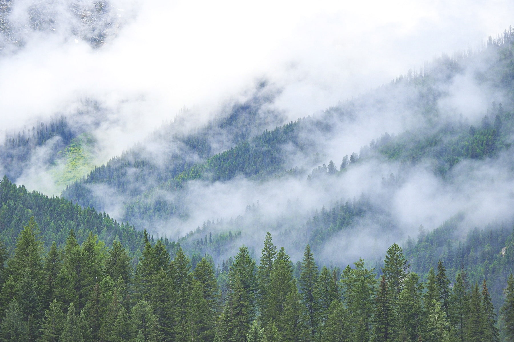 Come River Rafting in Golden BC and We'll Plant a Tree - Kicking Horse